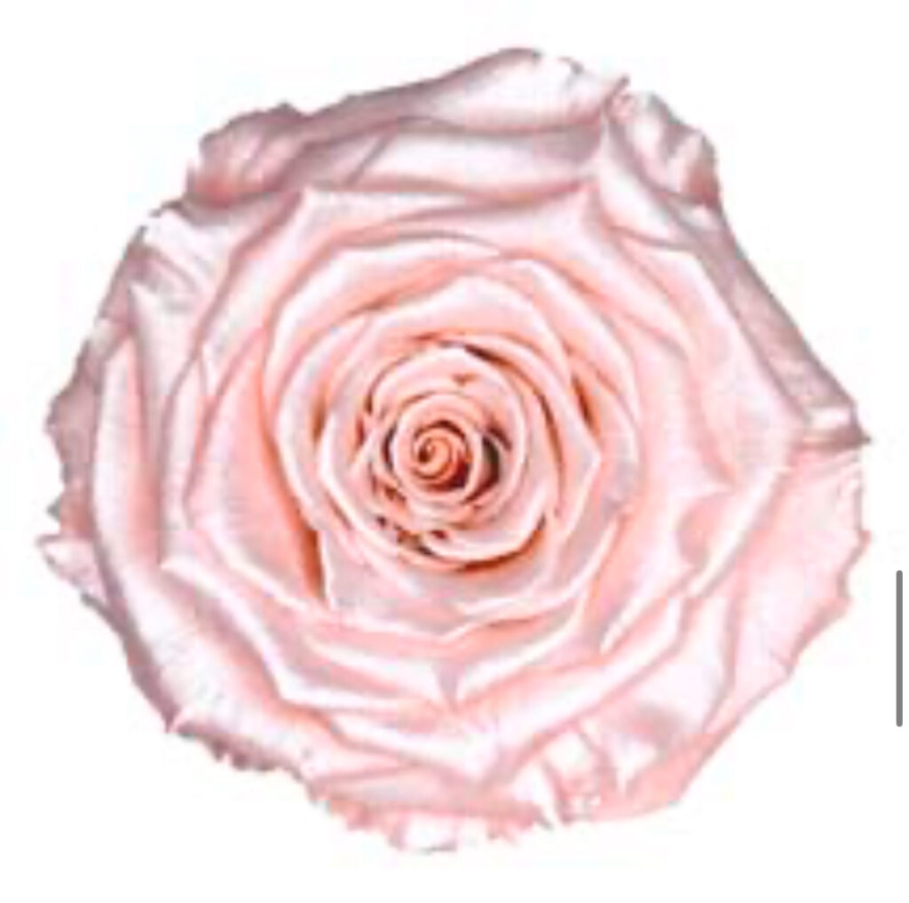Preserved roses satin pink - Preservedusa Preserved roses satin pink