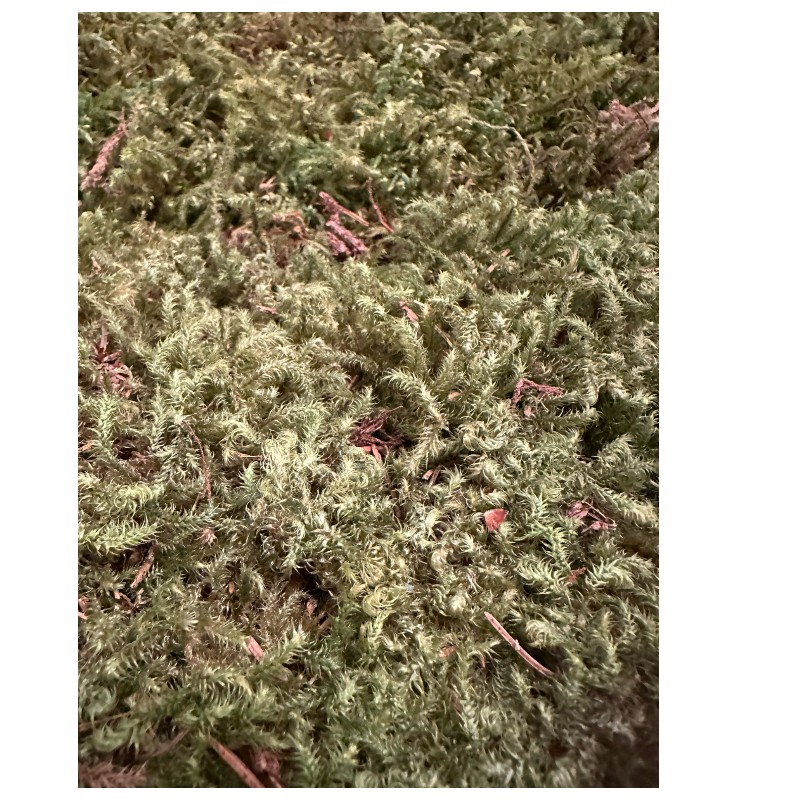 Preserved box star moss CANOPY - Preservedusa